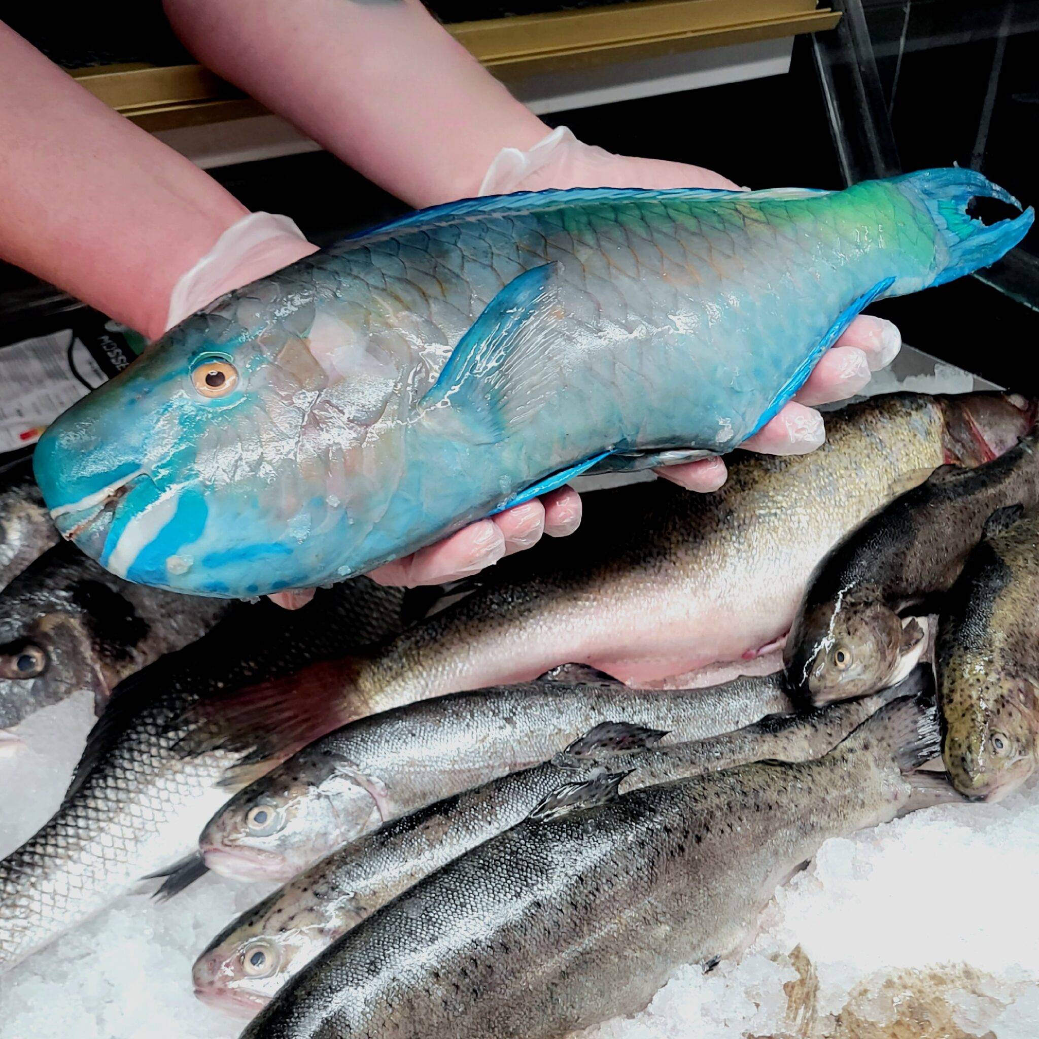 Świeża Ryba - Dorsz, Tuńczyk, Łosoś, Dorada - Online i Stacjonarnie ...